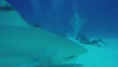 Menorah Under the Sea | simchaspot.com